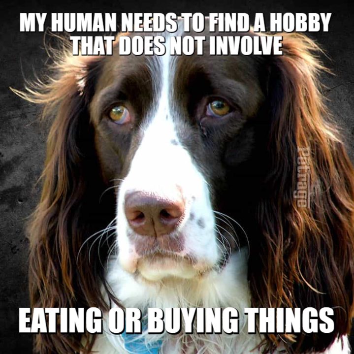 Springer Spaniel Hobby Meme - PETRAGE