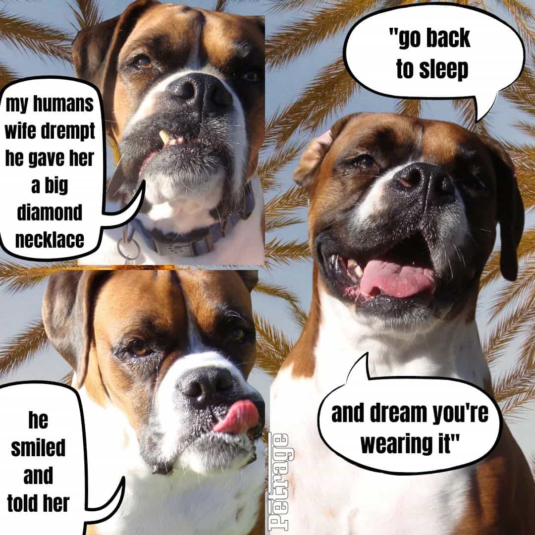 Sarcastic Boxer Dog Diamond Necklace Meme - PETRAGE