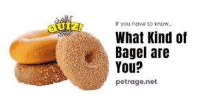The Bagel Personality Quiz - PETRAGE