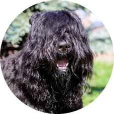 15 French Dog Breeds: Top Dog Breeds From France to Know