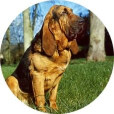 15 French Dog Breeds: Top Dog Breeds From France to Know