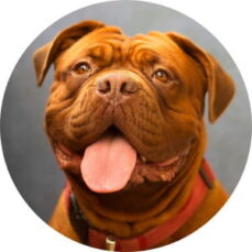 15 French Dog Breeds: Top Dog Breeds From France to Know