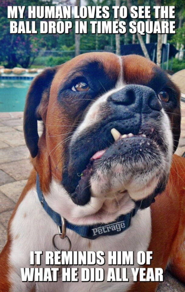 Funny - Sarcastic - Shocking Dog Memes