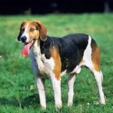 12 Dog Breeds from England