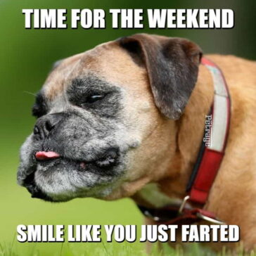 Boxer Dog Weekend Meme - PETRAGE