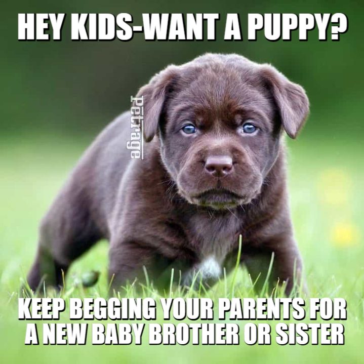 13 Interesting Facts about Labrador Retrievers