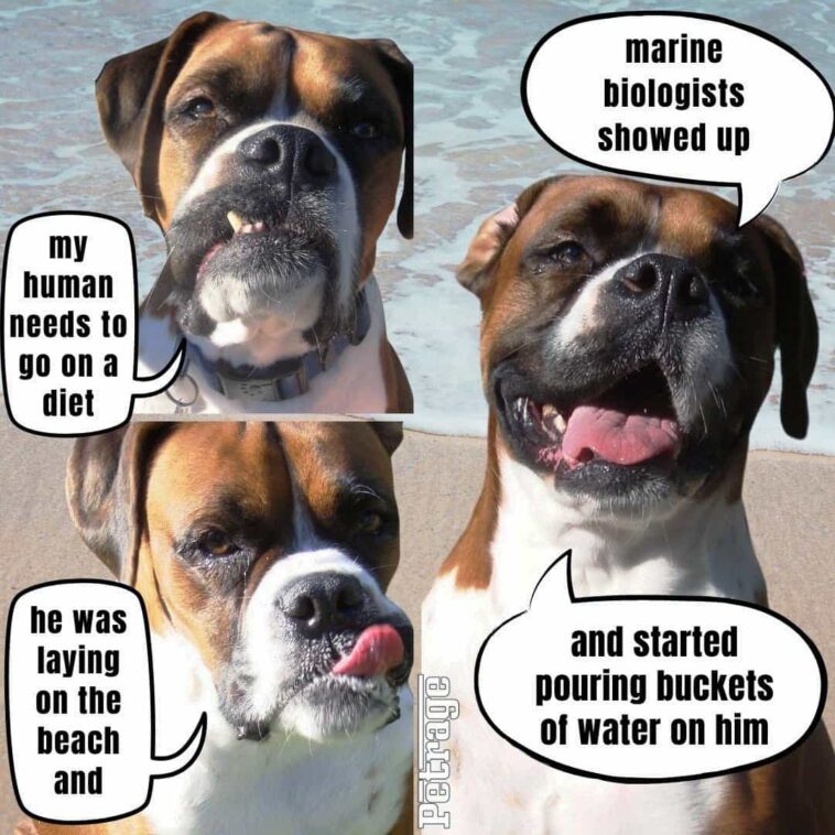 Sarcastic Boxer Dog Women and Ice Cream Meme - PETRAGE