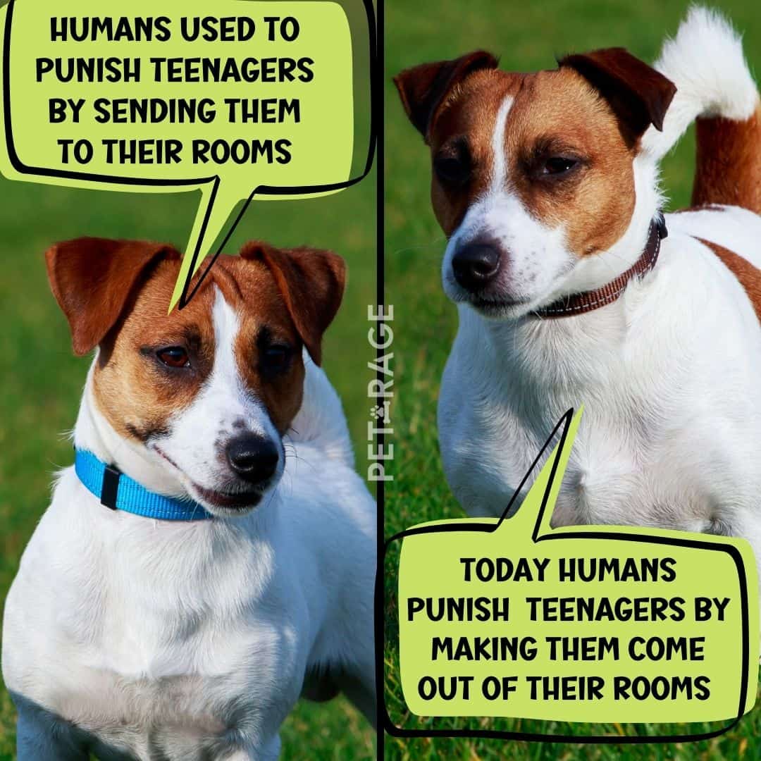 Jack Russell Terrier Teenager Meme - PETRAGE