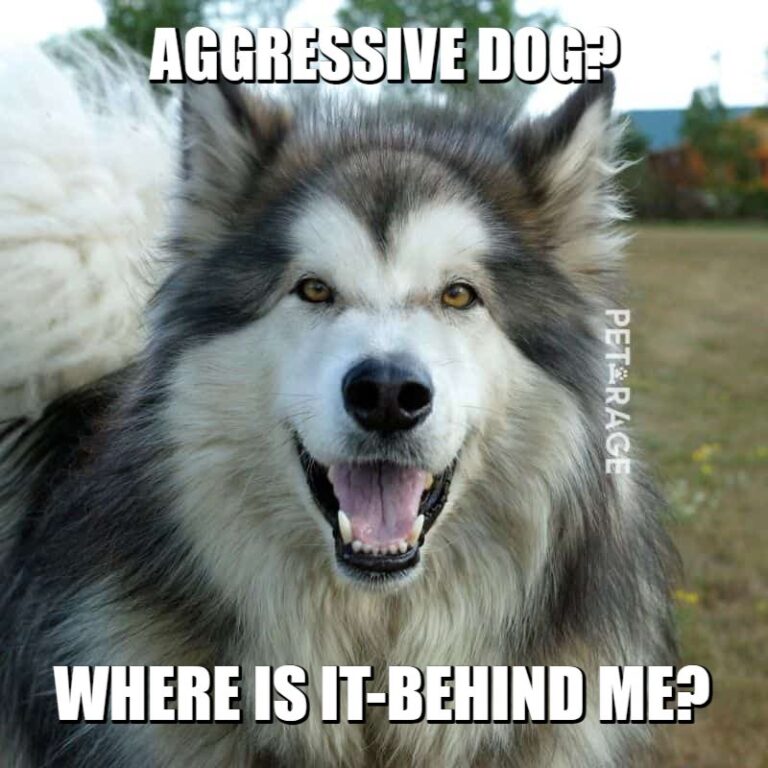 Malamute Aggressive Dog Meme - PETRAGE