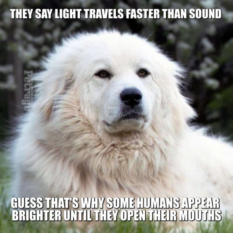 Great Pyrenees Bright Human Meme - PETRAGE
