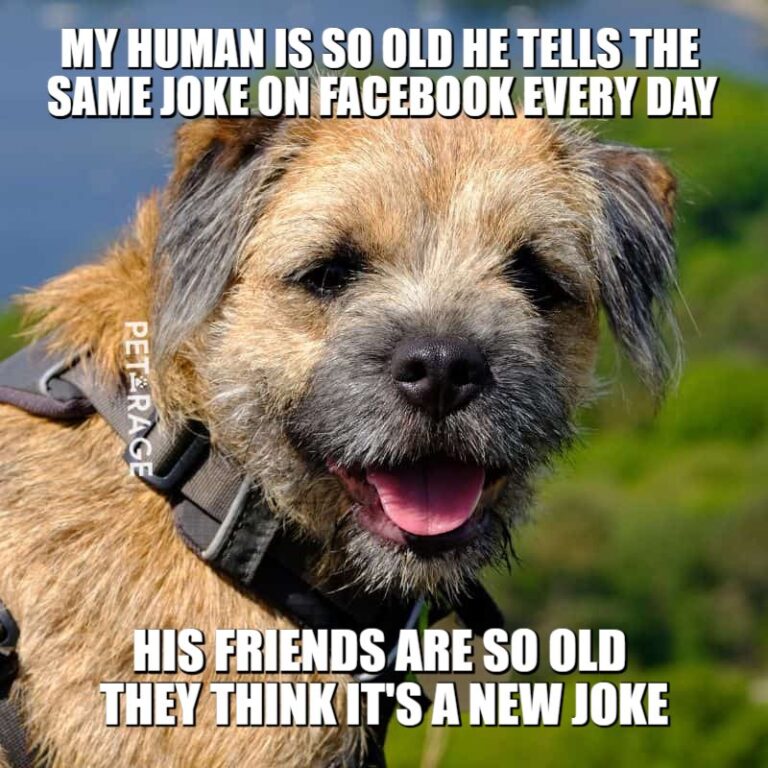 Immature Human Meme - PETRAGE