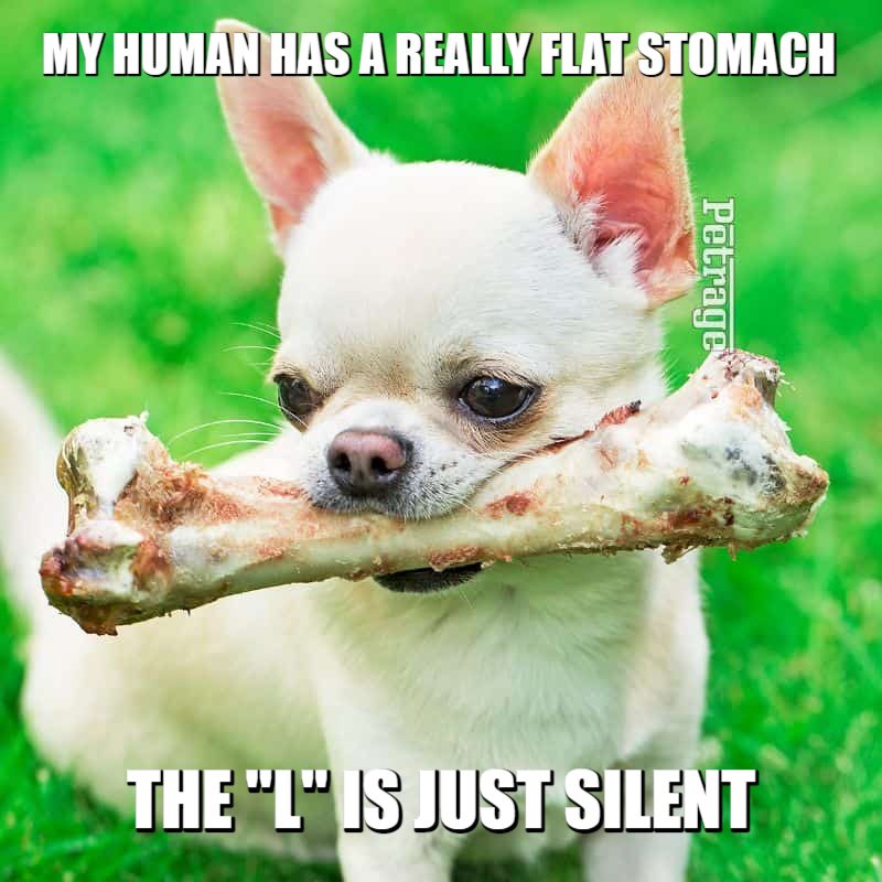 Chihuahua Flat Stomach Meme - PETRAGE