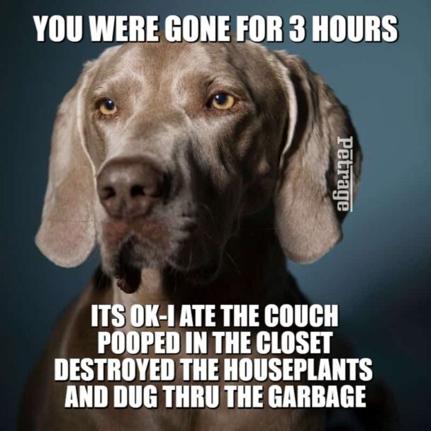 Funny - Sarcastic - Shocking Dog Memes
