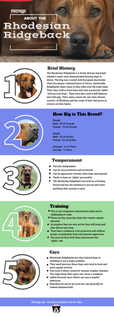 13 Interesting Facts about Rhodesian Ridgebacks