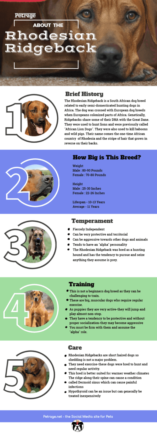 13 Interesting Facts about Rhodesian Ridgebacks