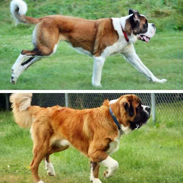 12 Interesting Facts About Saint Bernards