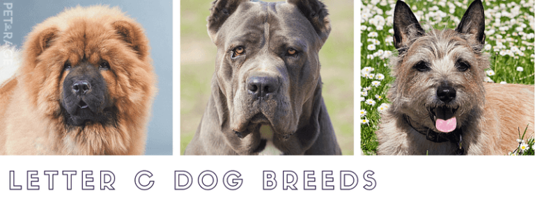 Dog Breeds That Start with C