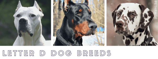 List of Over 340 Dog Breeds With Pictures