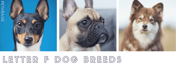 Dog Breeds that Start with F
