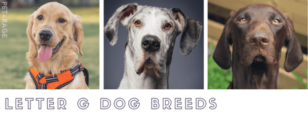 Dog Breeds that Start with G