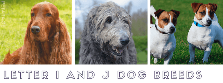 Dog Breeds that Start with I and J
