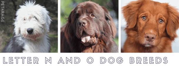 List of Over 340 Dog Breeds With Pictures