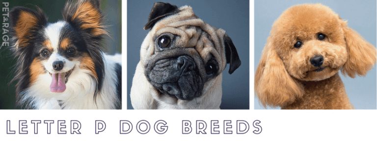 Dog Breeds That Start With P