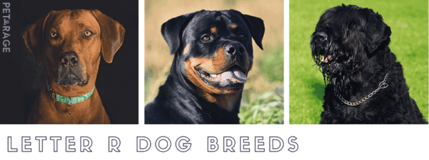 Dog Breeds that Start with R