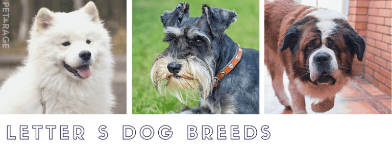Dog Breeds That Start with S