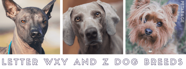 Dog Breeds that Start with W X Y Z