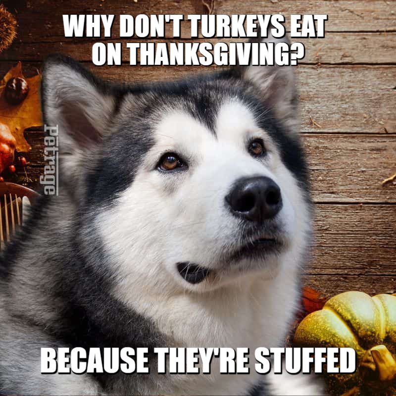 Alaskan Malamute Thanksgiving Meme - PETRAGE