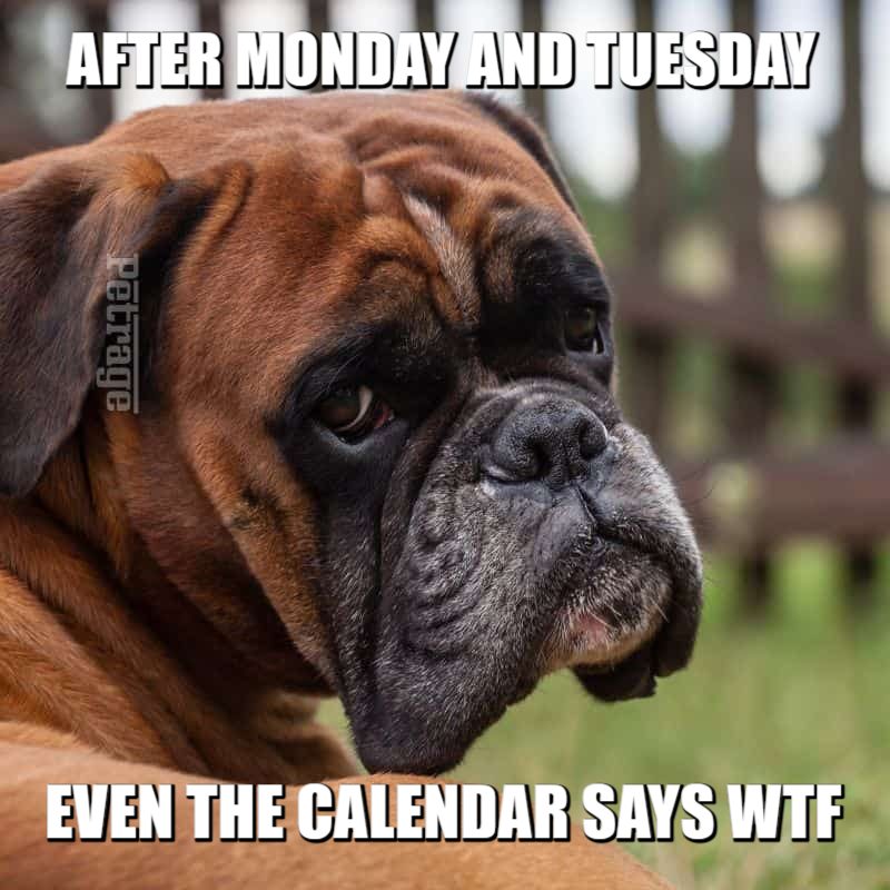 Boxer Dog Calendar Meme - PETRAGE