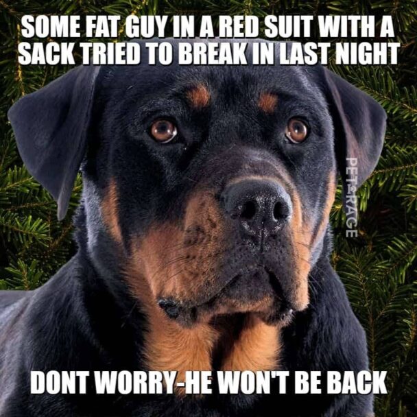 12 Funniest Dog Christmas Memes