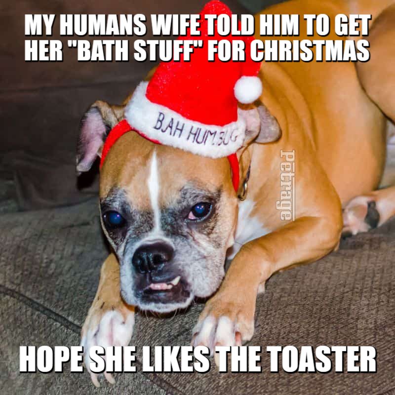 Boxer Dog Christmas Toaster Meme - PETRAGE