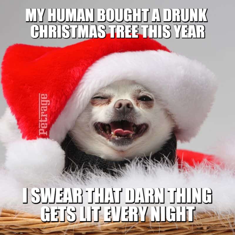 Chihuahua Christmas Tree Meme - PETRAGE
