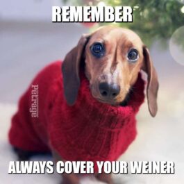 6 Funniest Dachshund Memes on Petrage