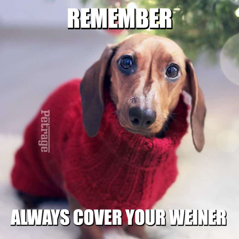 Dachshund Cover it Up Meme - PETRAGE