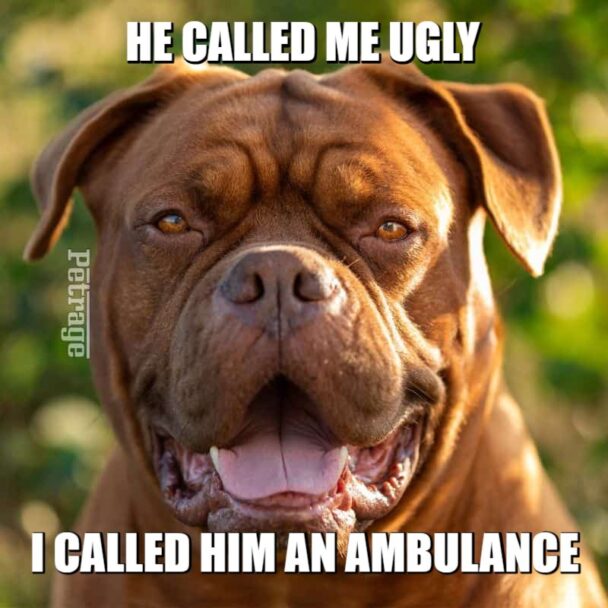 14 Interesting Facts About the Dogue De Bordeaux