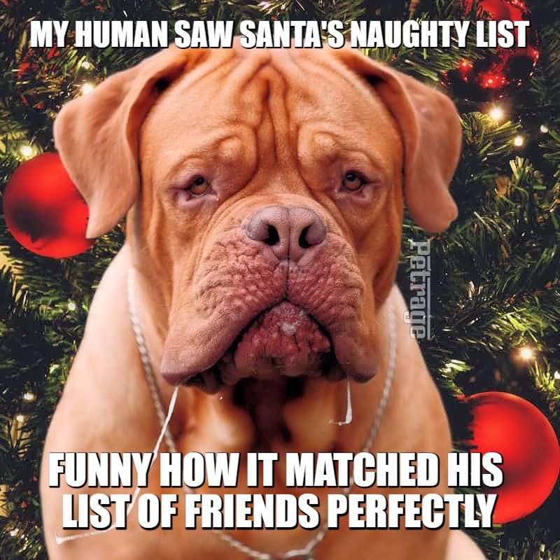 12 Funniest Dog Christmas Memes