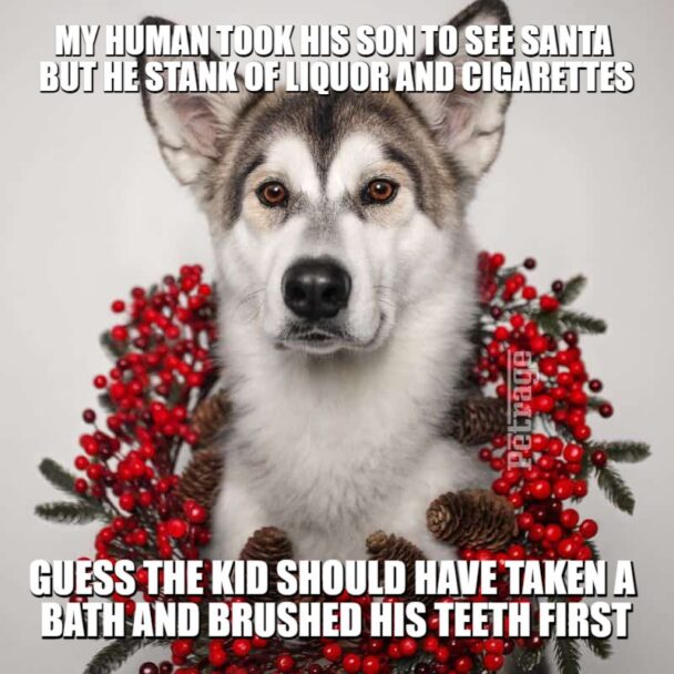 12 Funniest Dog Christmas Memes