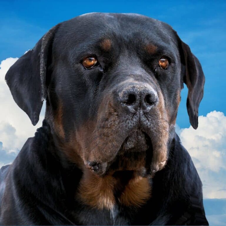 Cane Corso vs Rottweiler Mix - PETRAGE