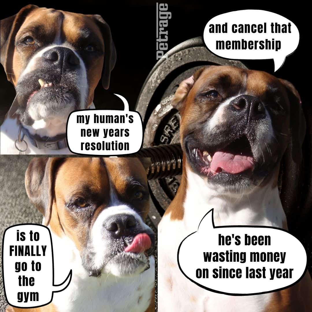 Sarcastic Boxer Dog New Years Gym Meme - PETRAGE