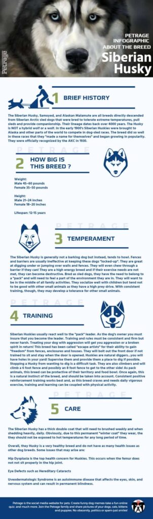 13 Interesting Facts About Siberian Huskies
