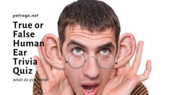 Sound Off: True or False Human Ear Trivia Quiz