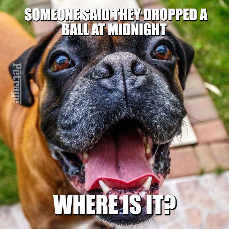 Brindle Boxer Dog Meme - PETRAGE