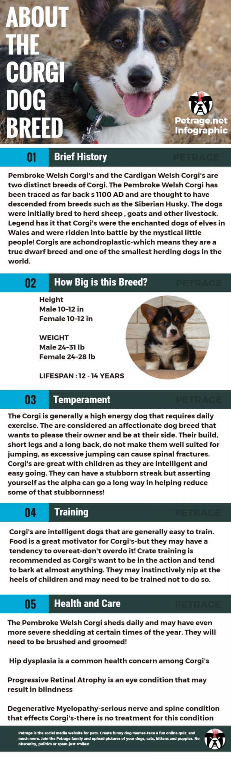 12 Interesting Facts About Corgis