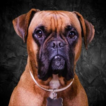 Top 10 Purebred Watch Dog Breeds Under 100 Pounds
