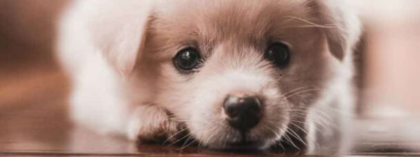 How to Potty Train a Puppy Using a Crate: A Simple Guide