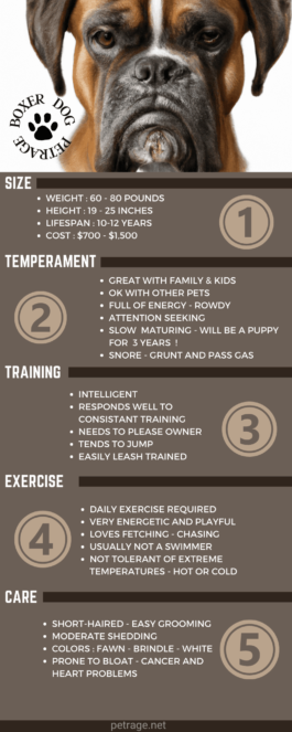 14 Interesting Facts About Boxer Dogs