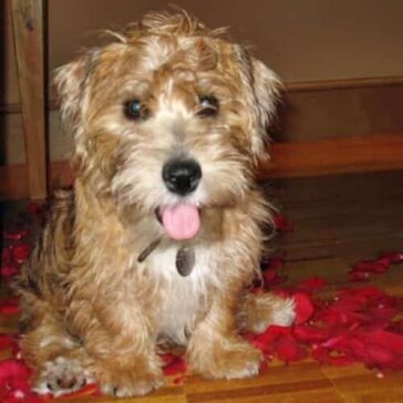 32 Rarest Dog Breeds You’ve Never Heard Of